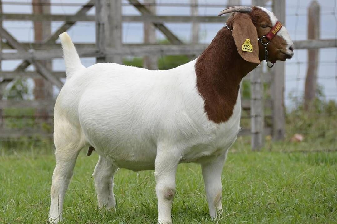 Cabaña Campo de Vida