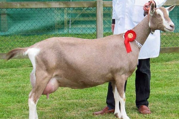 Cabaña Campo de Vida